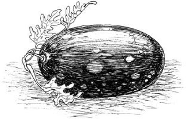 Heirloom Watermelon Varieties – Mother Earth News